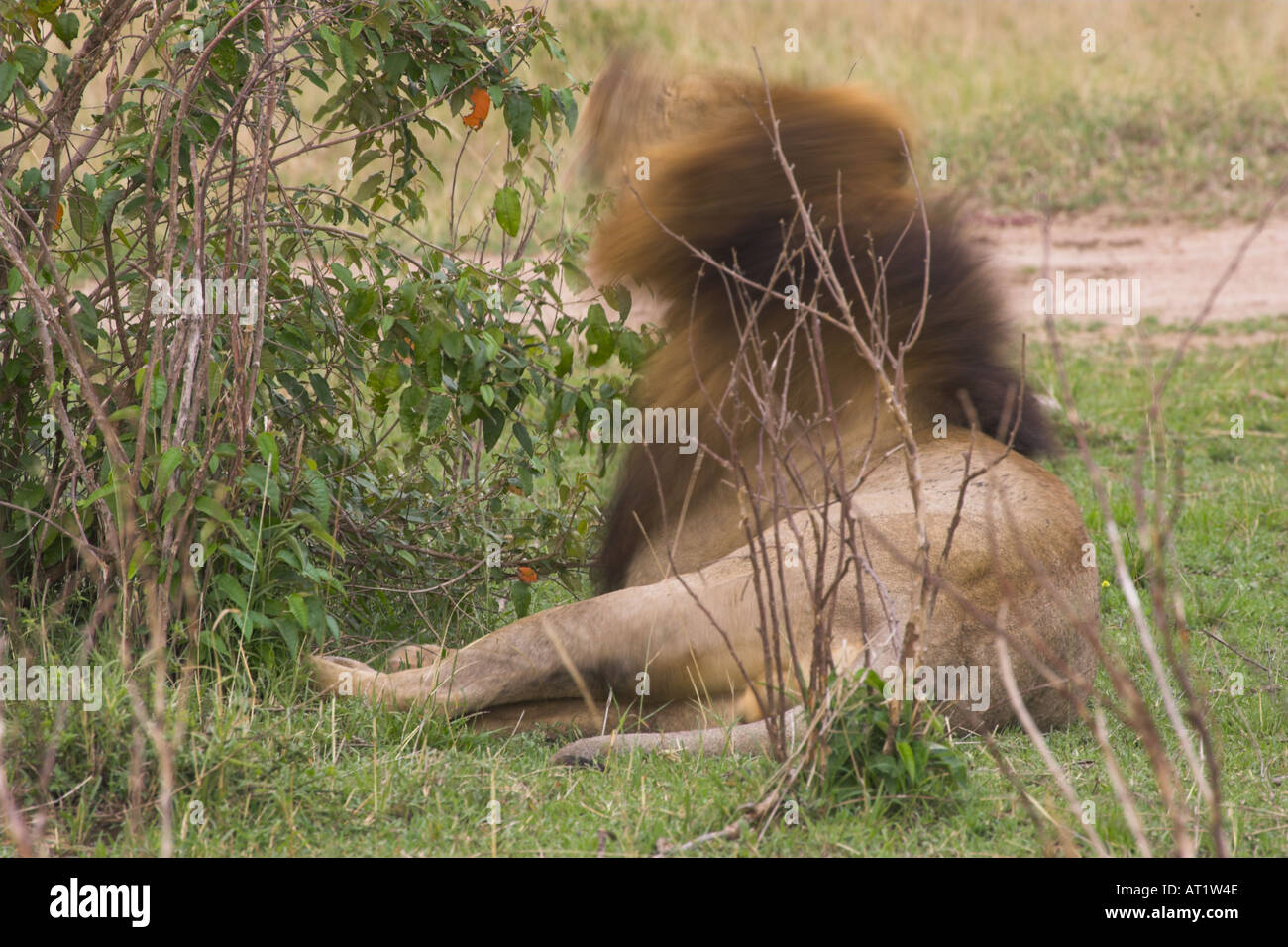 Lion shaking mane Banque de photographies et d’images à haute ...