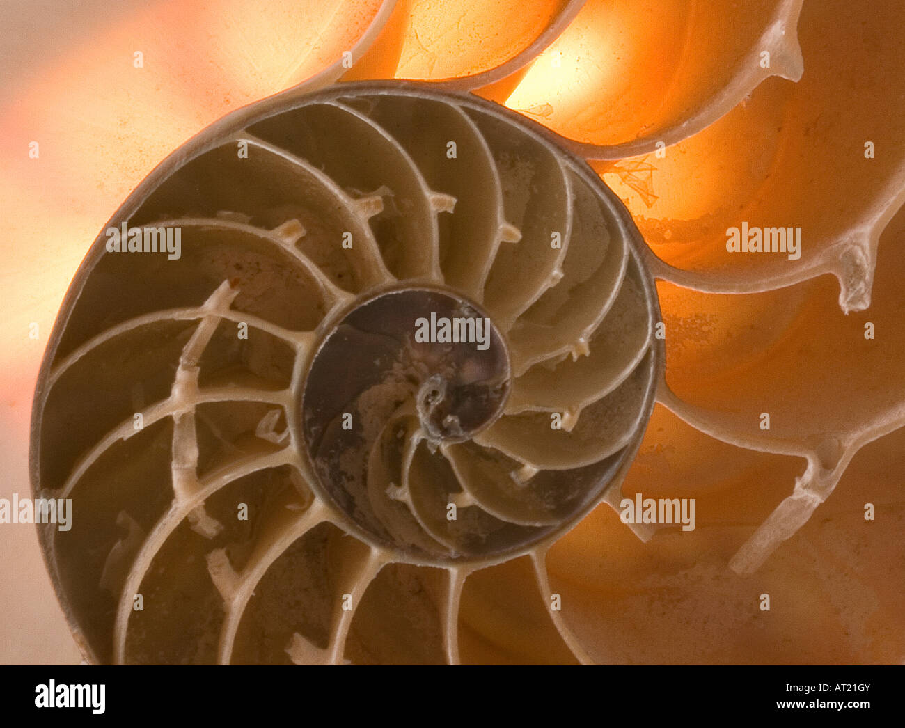Nautilus shell cross section Banque de photographies et d’images à ...