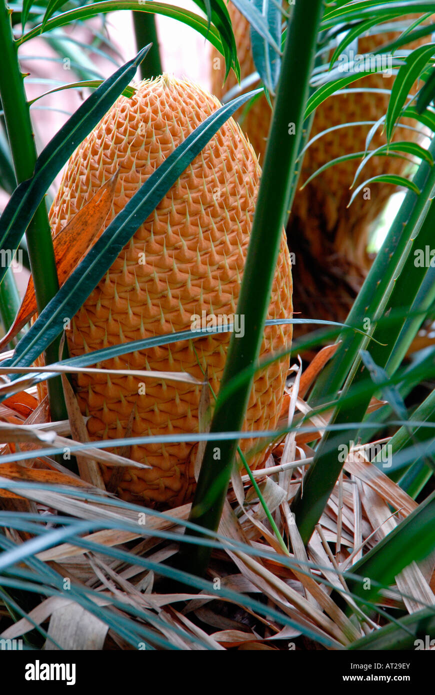 Cycas fruit Banque de photographies et d’images à haute résolution - Alamy