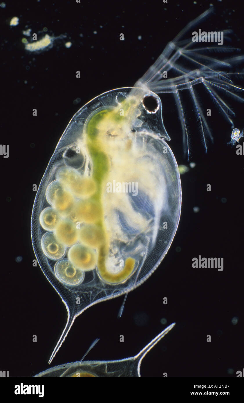 Daphnia egg Banque de photographies et d’images à haute résolution - Alamy