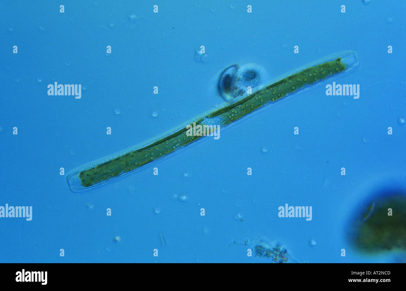 Plankton diatoms Banque de photographies et d’images à haute résolution ...