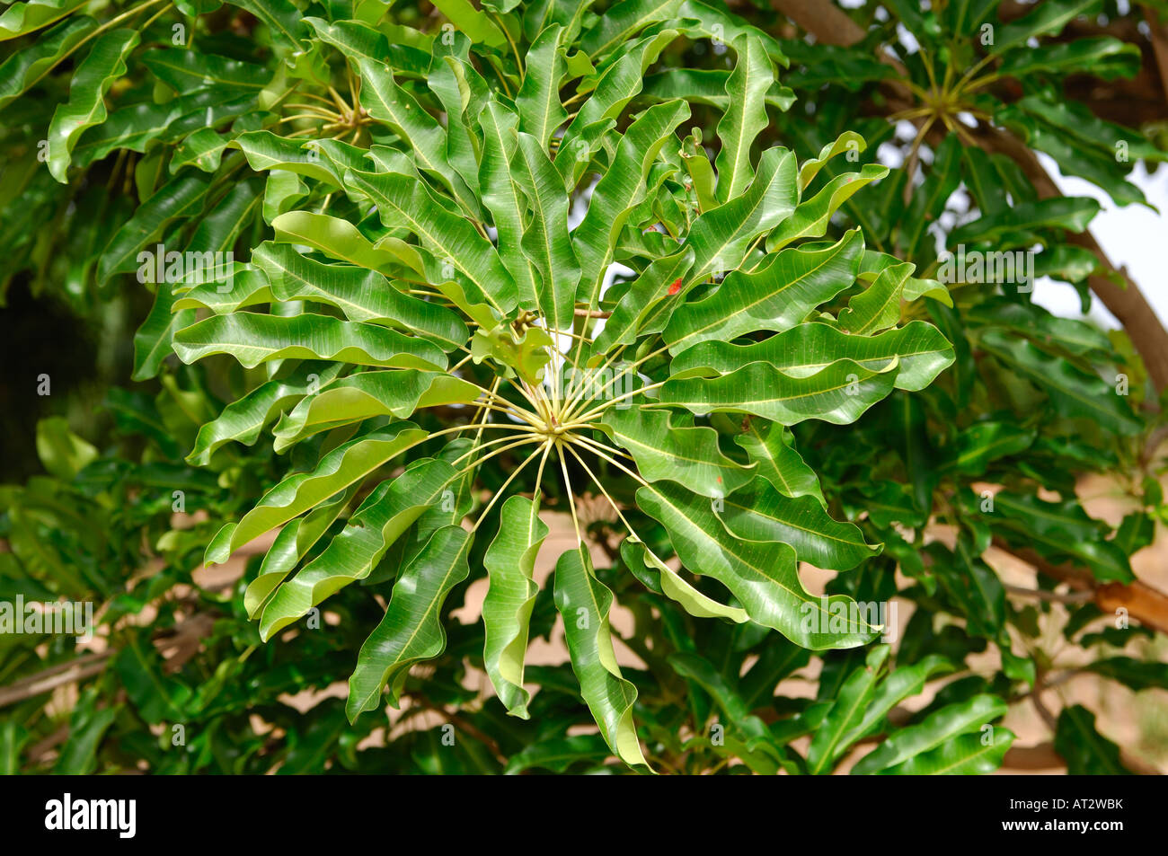 Feuilles de l'arbre karité Vitellaria paradoxa syn Butyrospermum parkii ...