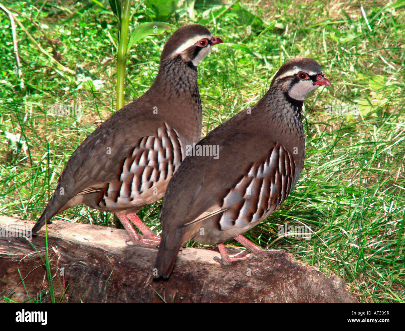 Rothuhn perdrix rouge Perdrix Perdrix Française à pattes rouges ...