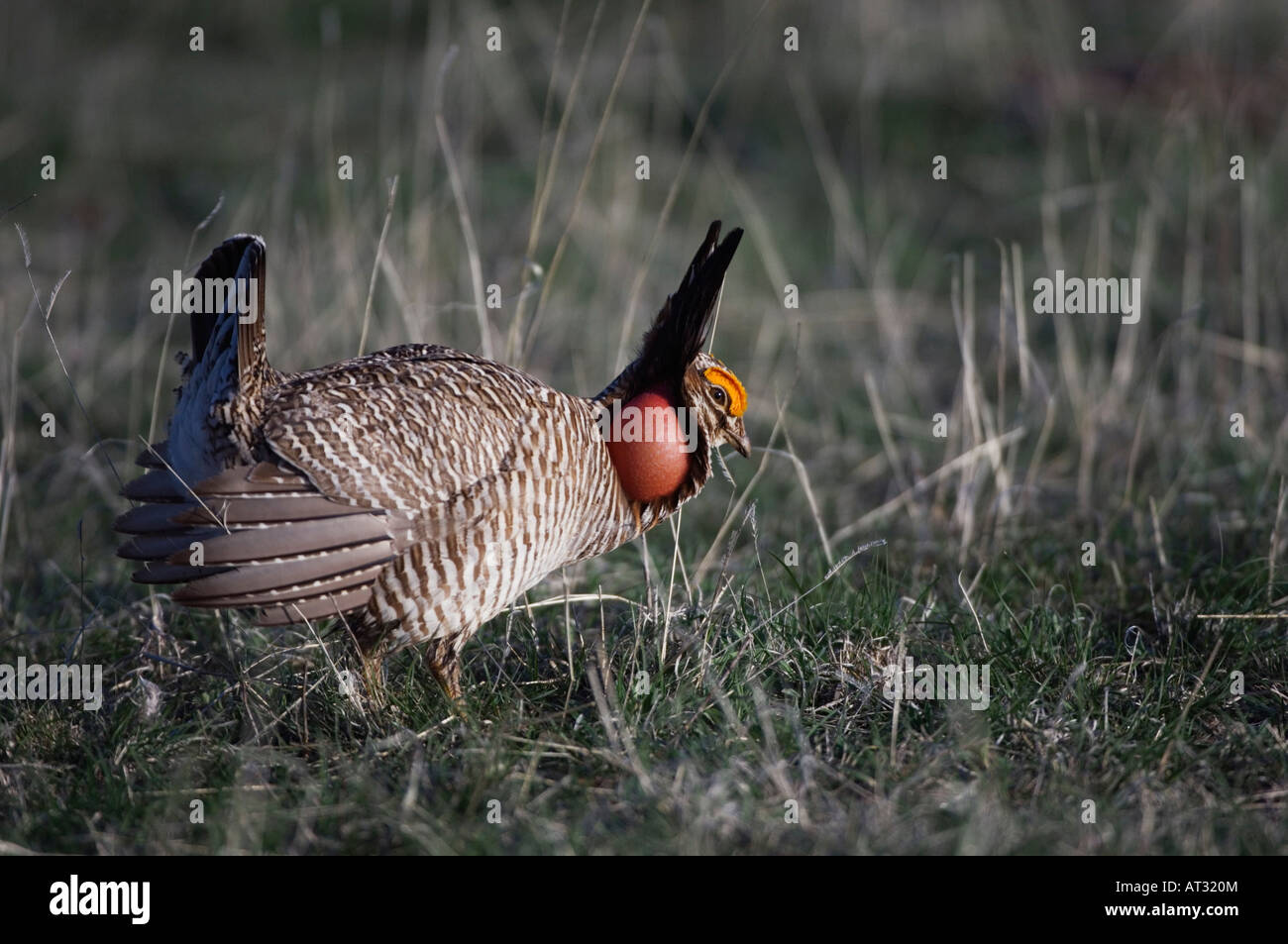 Faune canadienne animaux des animaux de la prairie Banque de ...