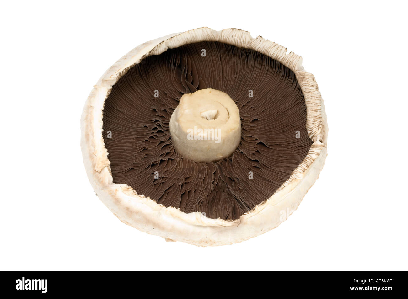 Gros champignon comestible Banque de photographies et d’images à haute ...