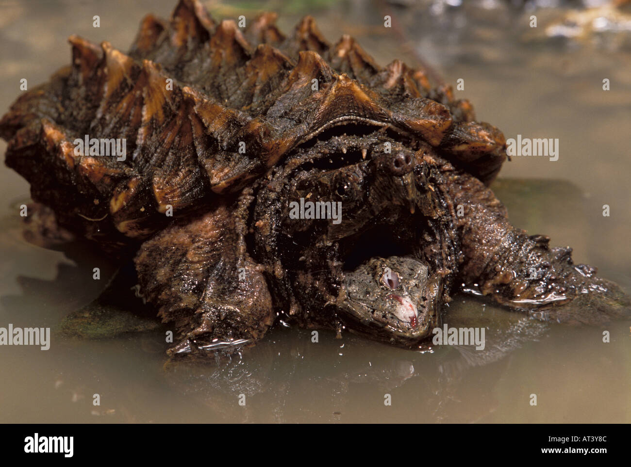 Alligator snapping turtle macroclemys Banque de photographies et d ...