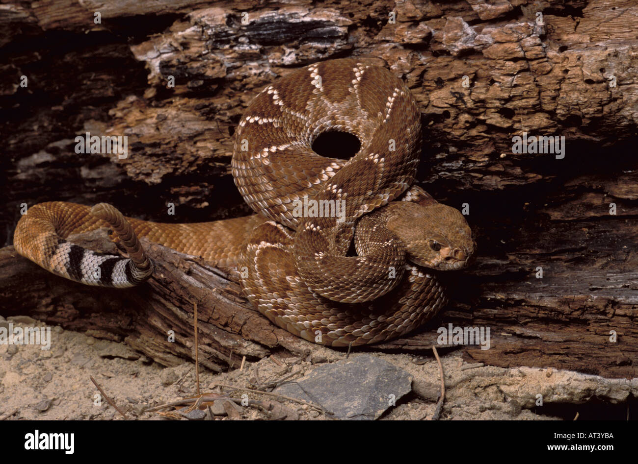 Crotalus rouge crotalus ruber diamant rouge Banque de photographies et ...