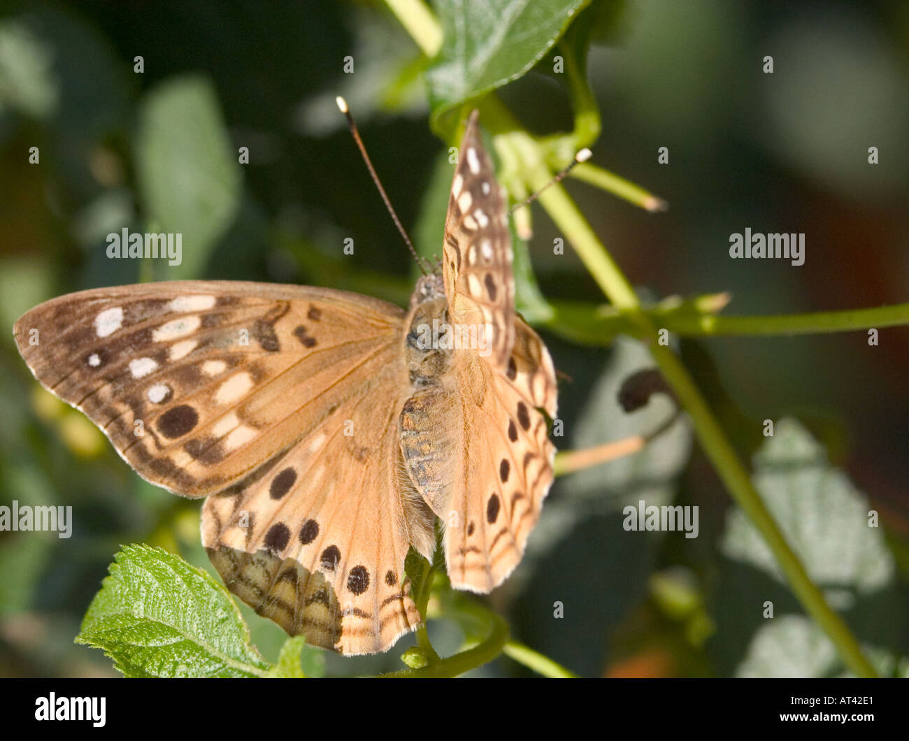 Question mark butterfly Banque de photographies et d’images à haute ...