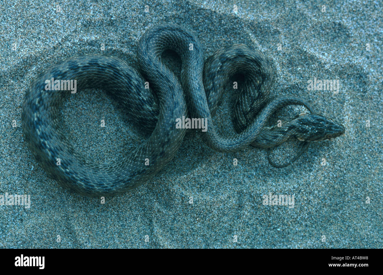 Viperine grass snake Banque de photographies et d’images à haute ...