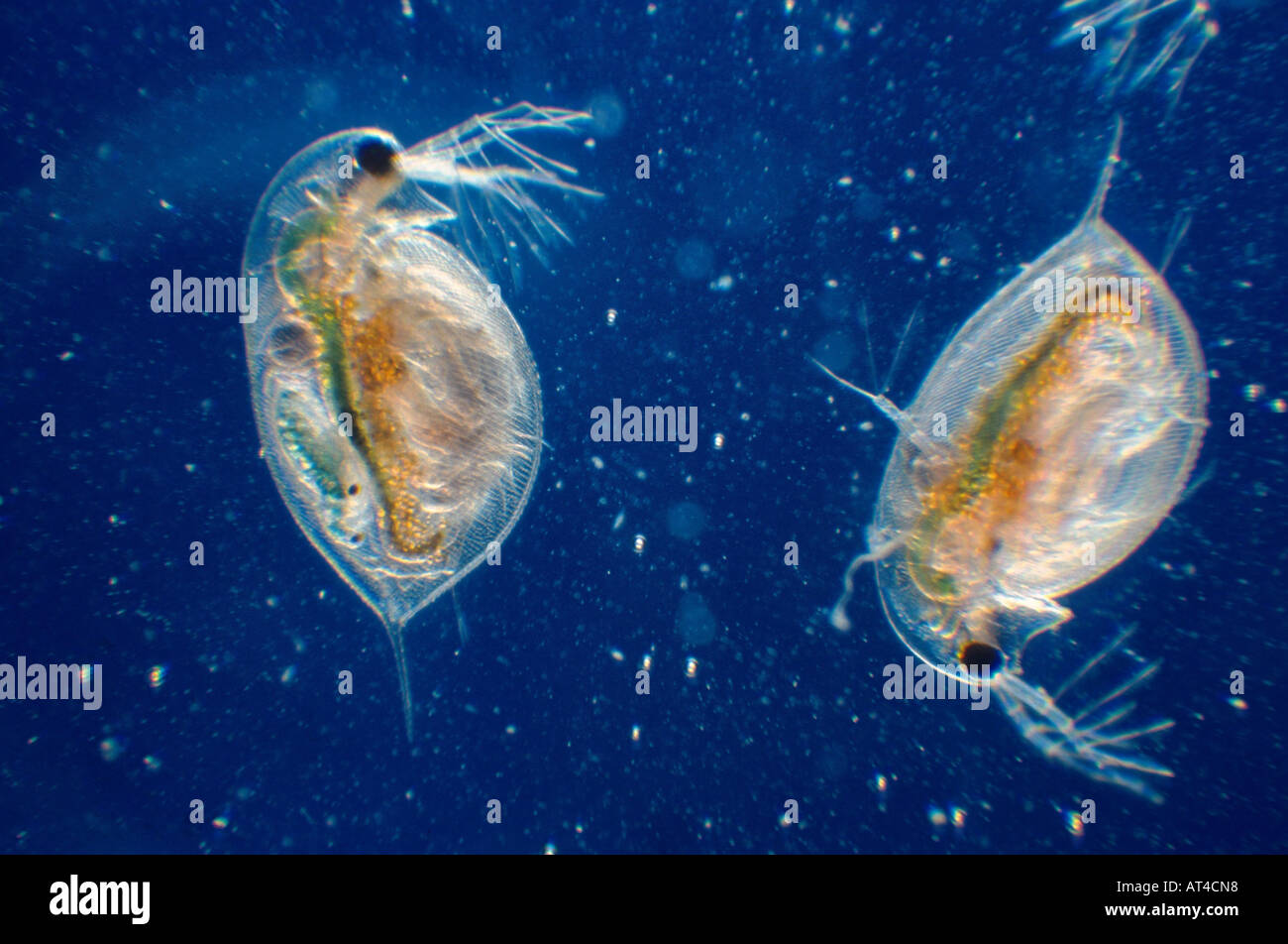 Daphnia longispina Banque de photographies et d’images à haute ...