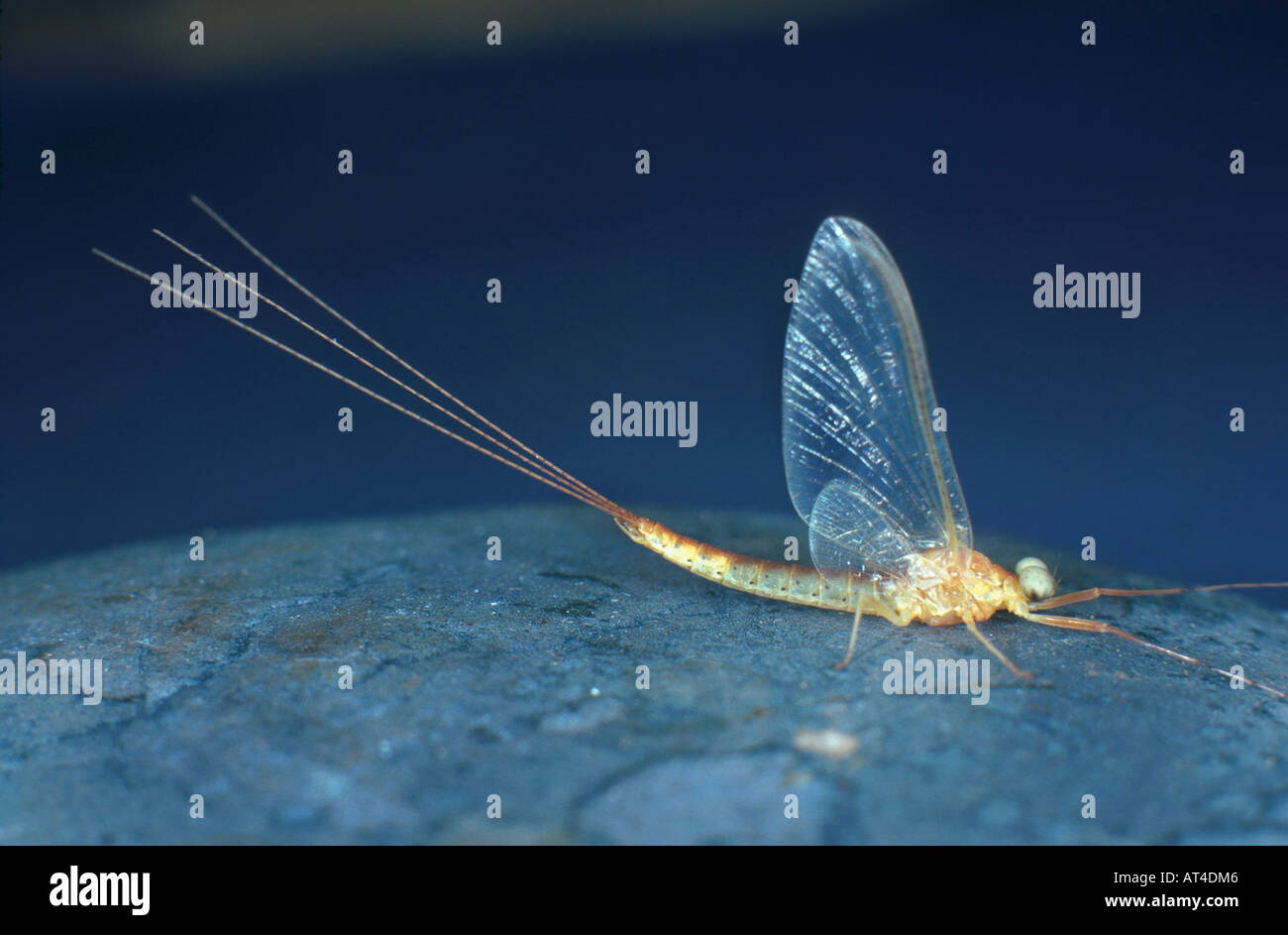 Mayfly potamanthus luteus Banque de photographies et d’images à haute ...