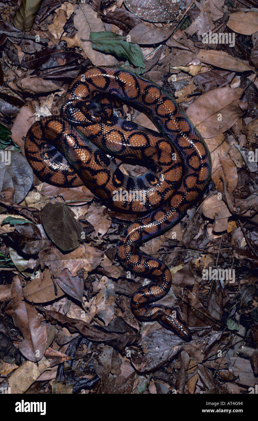 Serpent boa arc en ciel Banque de photographies et d’images à haute ...