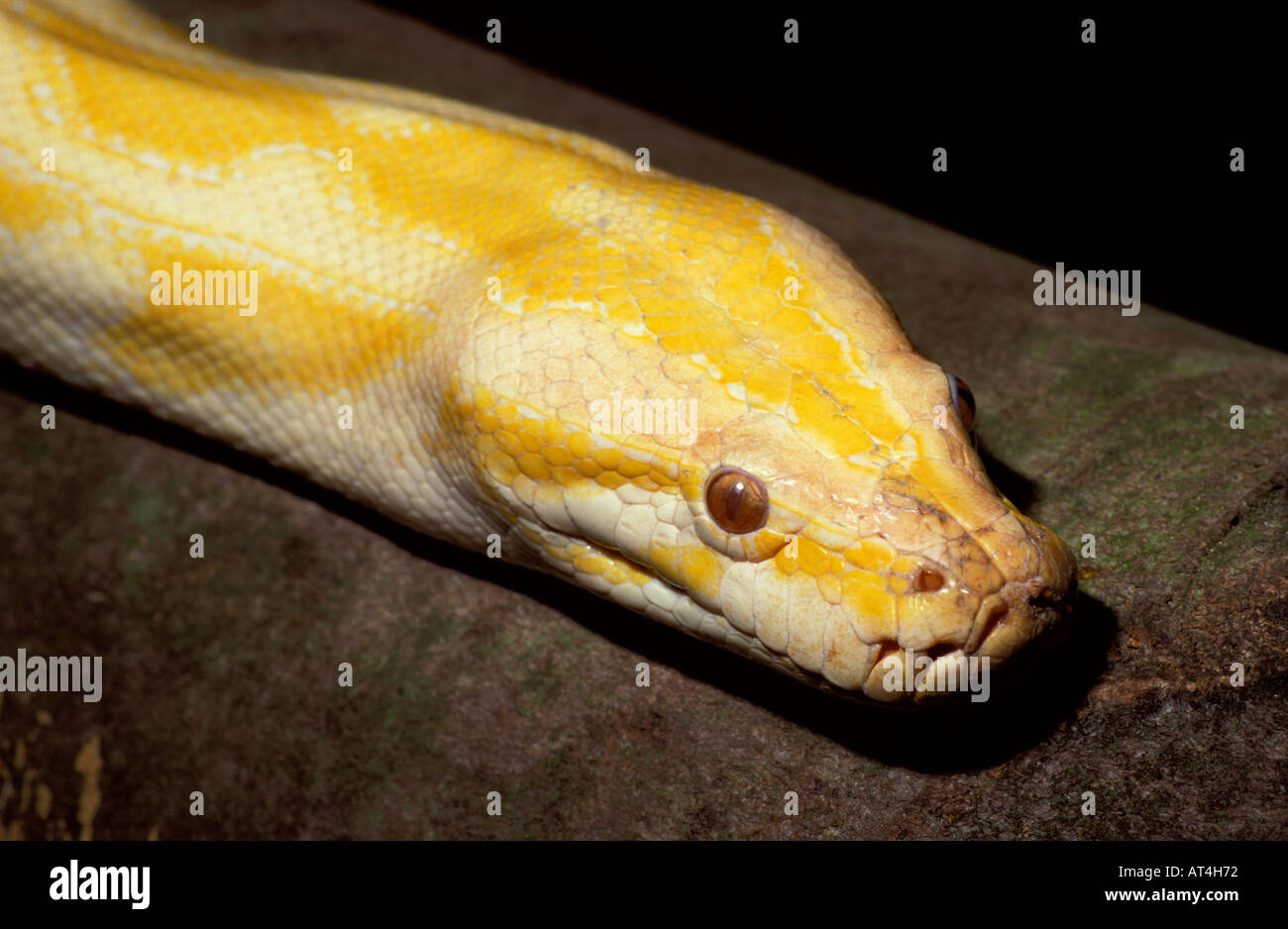 Python albinos Banque de photographies et d’images à haute résolution ...