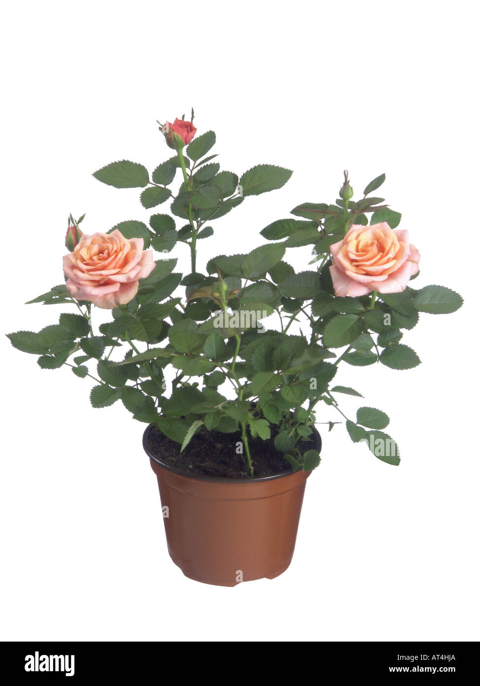 Ange rose rosa chinensis var minima Banque de photographies et d’images ...