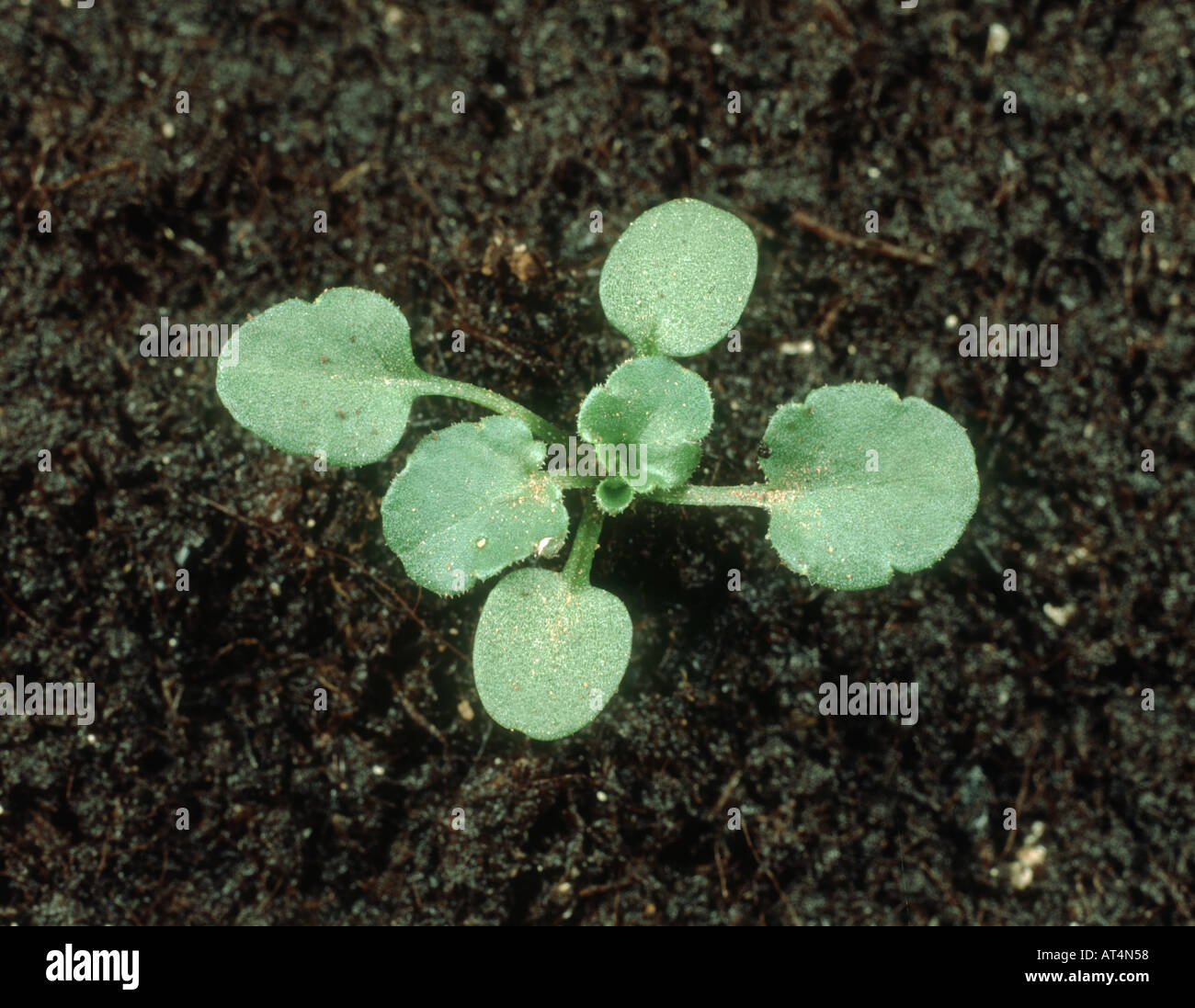 Viola arvensis seedling Banque de photographies et d’images à haute ...