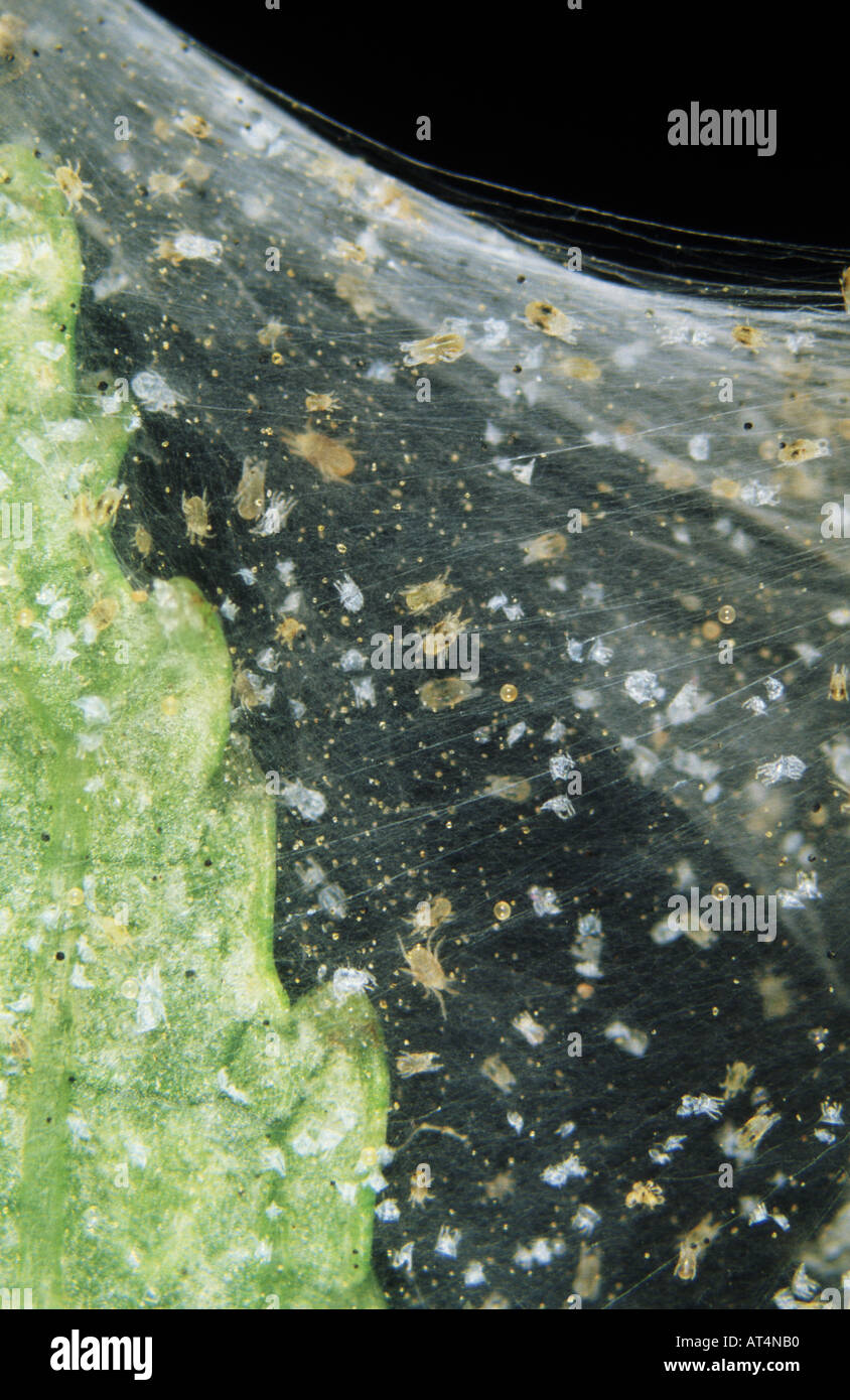 La sangle de la tétranyque à deux points Tettranychus urticae sur une ...