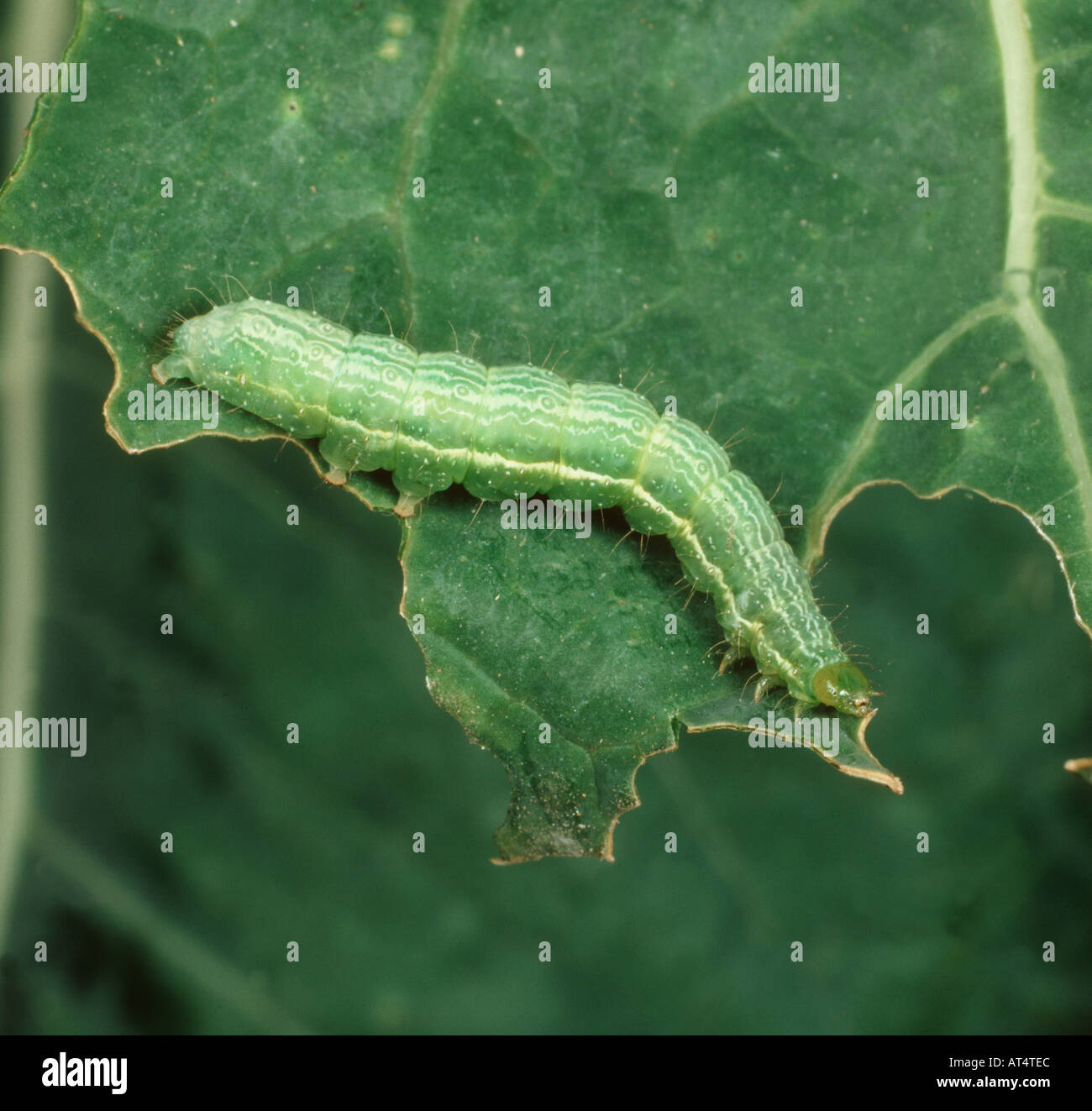Silver moth plusia gamma caterpillar Banque de photographies et d ...