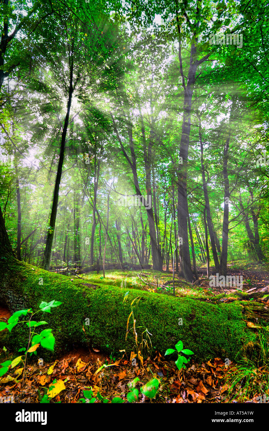 Belle scène dans une forêt avec soleil derrière les arbres image HDR ...