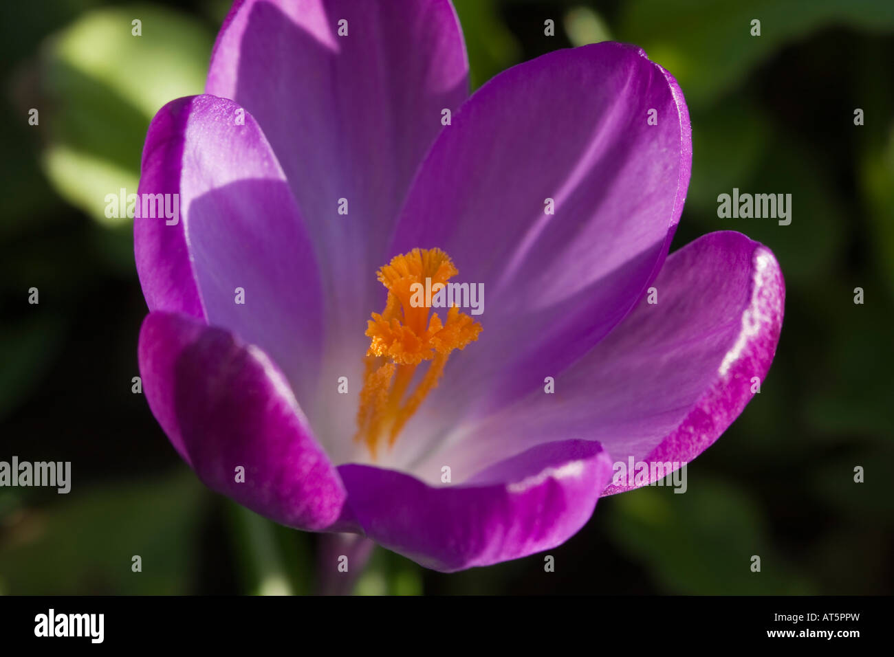 Crocus purpureus Banque de photographies et d’images à haute résolution ...