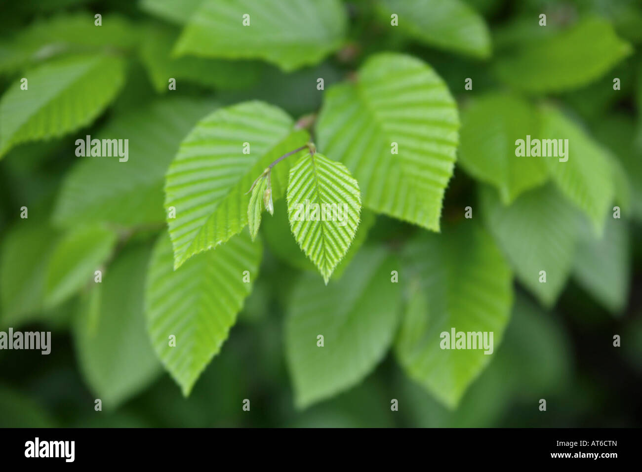 Haie de hêtres Banque de photographies et d’images à haute résolution ...