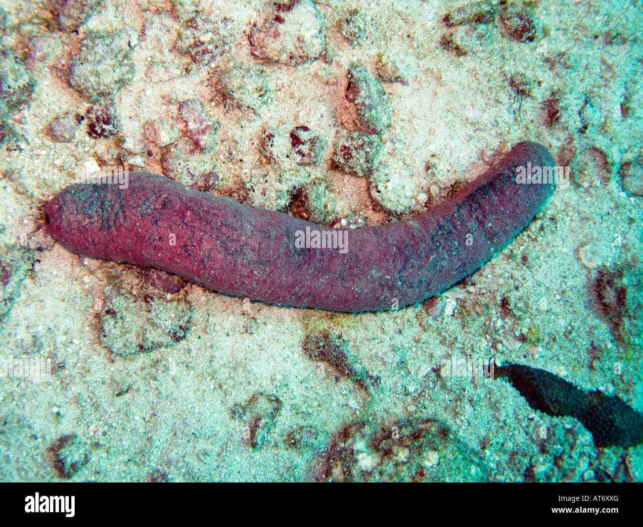 Holothuria edulis Banque de photographies et d’images à haute ...