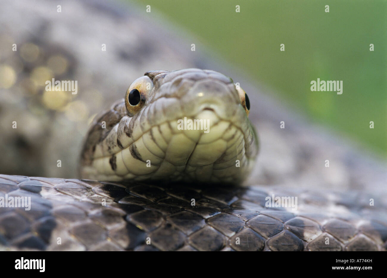 Elaphe guttata emoryi Banque de photographies et d’images à haute ...