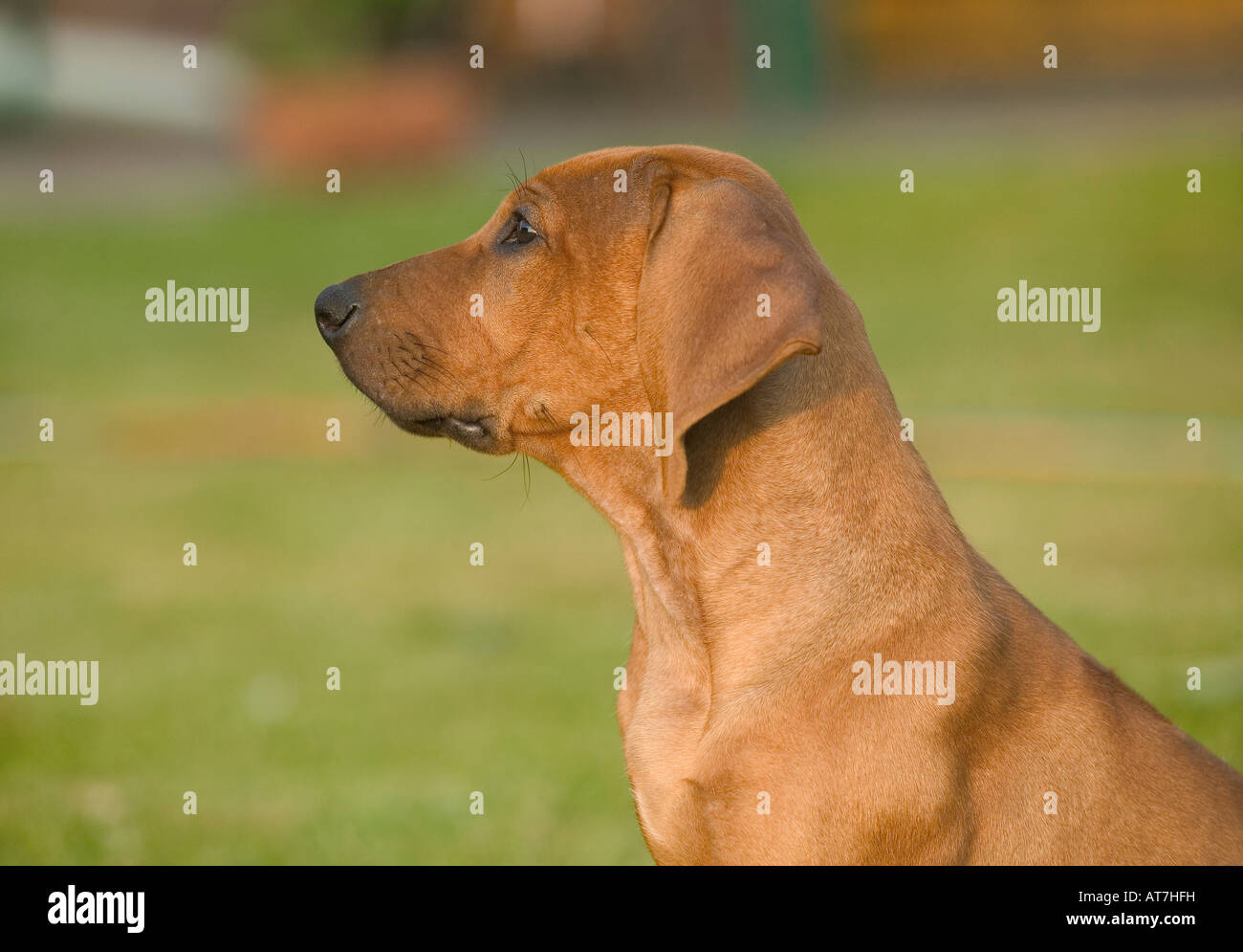 Dog rhodesian ridgeback african lion Banque de photographies et d ...