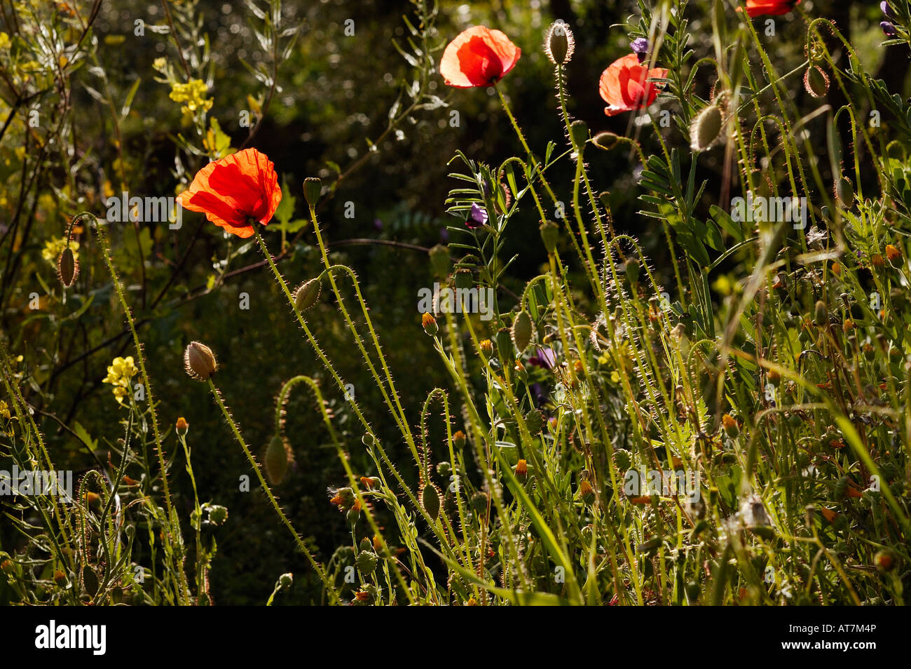 Fleurs sauvages de chypre Banque de photographies et d’images à haute ...