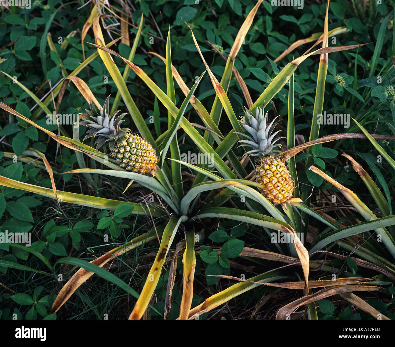 L'Ananas fruits tropicaux de plus en plantation, Guadeloupe, French ...