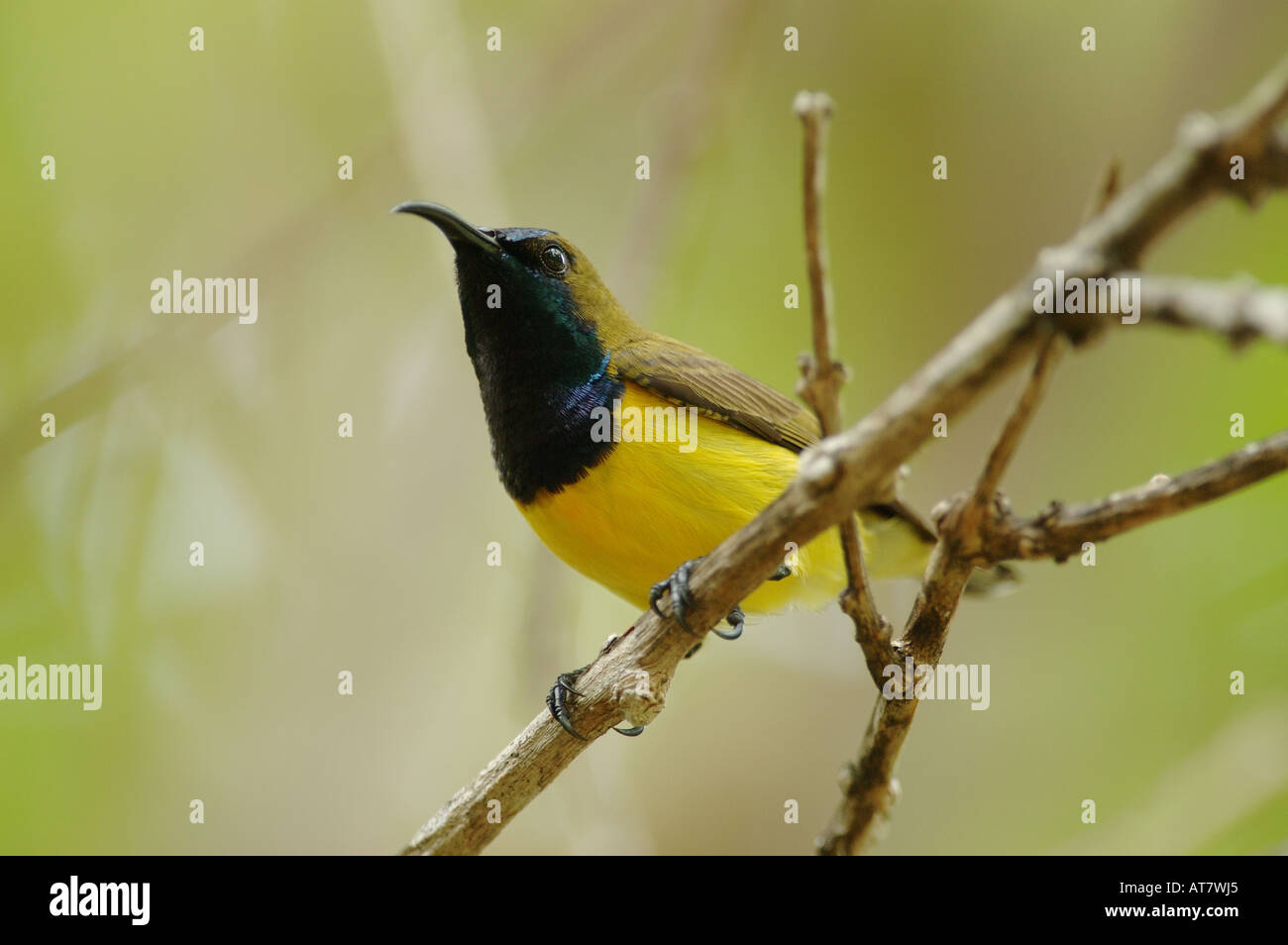 Olive mâle Souimanga adossé à la construction du nid à Pulau Selingan ...