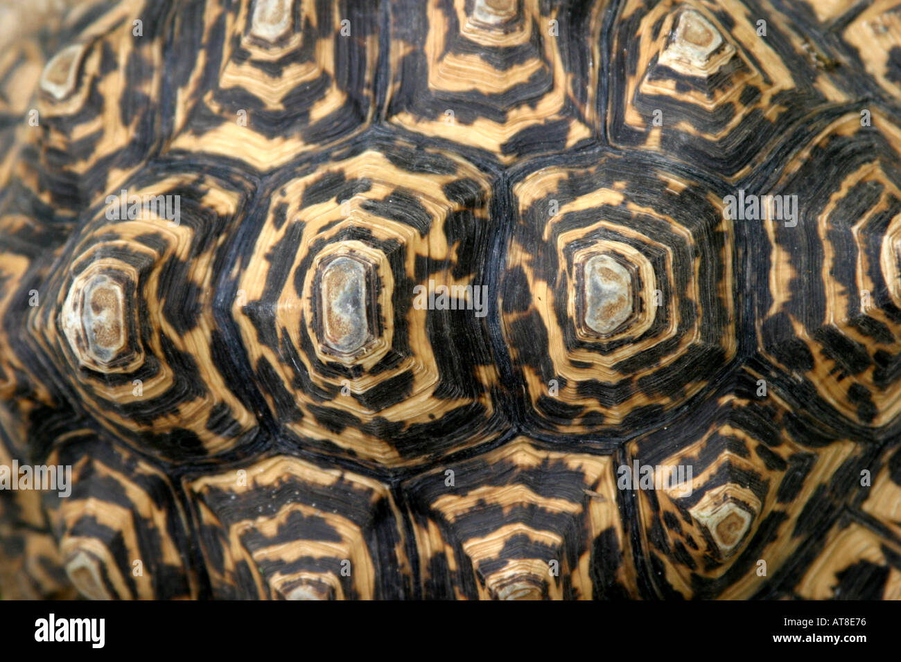 Tortoise shell pattern Banque de photographies et d’images à haute ...