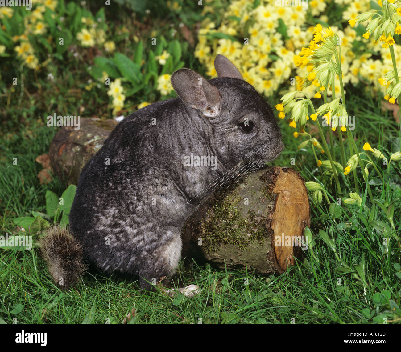 Chinchilla chinchillas Banque de photographies et d’images à haute ...