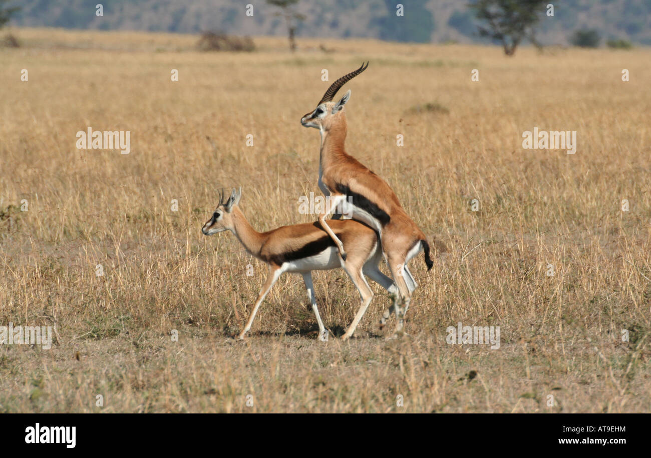La gazelle de Thomson l'accouplement, le Parc National de Masai Mara ...