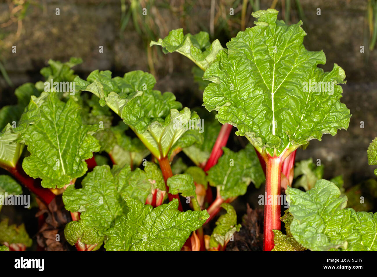 Rhubarb plant Banque de photographies et d’images à haute résolution ...