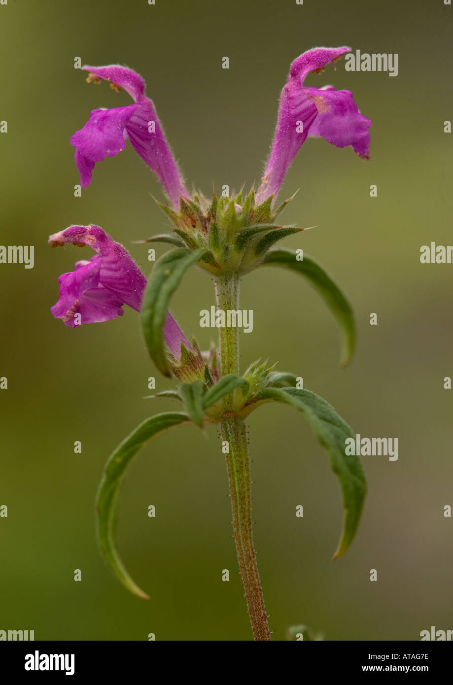 L'ortie royale rouge croissant sur les galets calcaires sur la ...