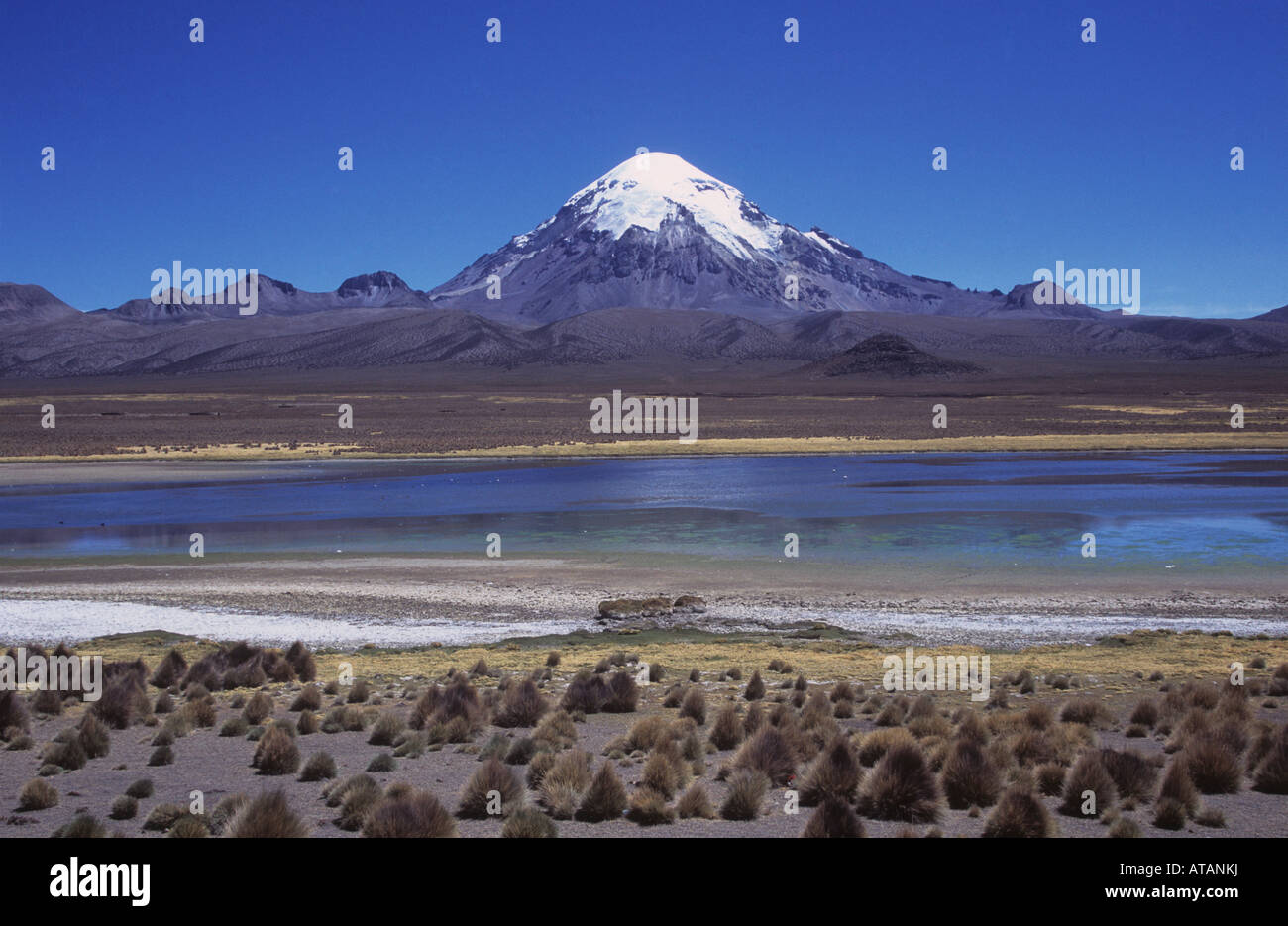 Jarava ichu Banque de photographies et d’images à haute résolution - Alamy