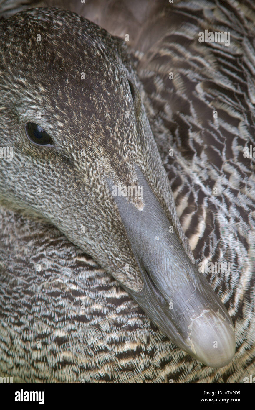 Eider canard femelle Banque de photographies et d’images à haute ...