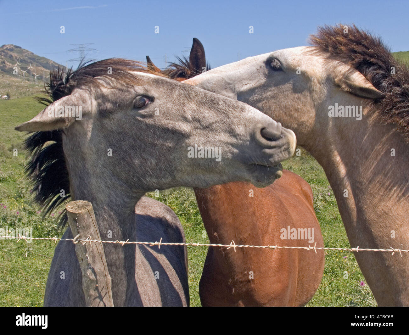 Trois chevaux Banque de photographies et d’images à haute résolution ...