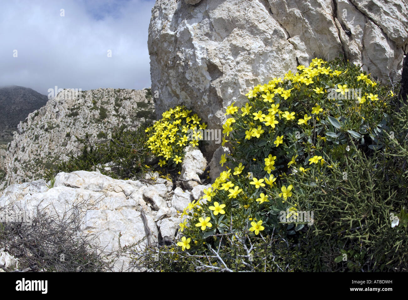 Arbre lin linum arboreum Banque de photographies et d’images à haute ...