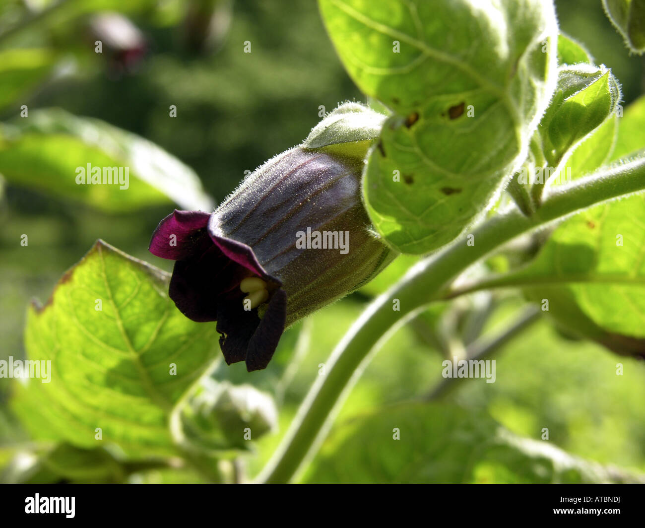 Deadly nightshade atropa bella donna Banque de photographies et d ...