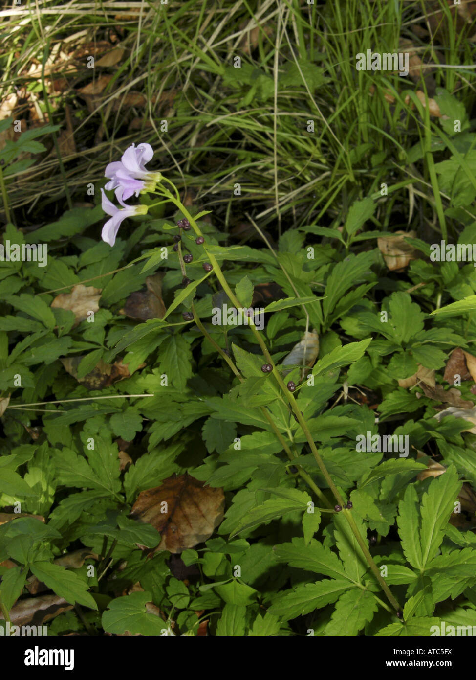Coralroot cardamine bulbifera Banque de photographies et d’images à ...