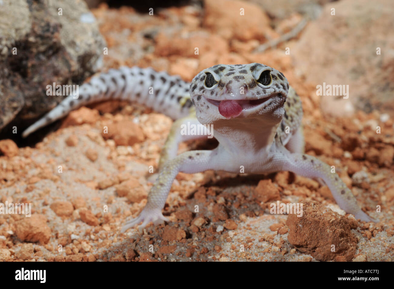Leopard gecko morphs Banque de photographies et d’images à haute ...