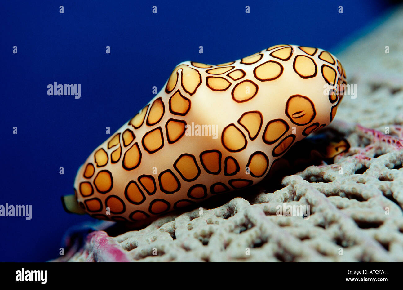 Flamingo tongue sea slug cyphoma Banque de photographies et d’images à ...