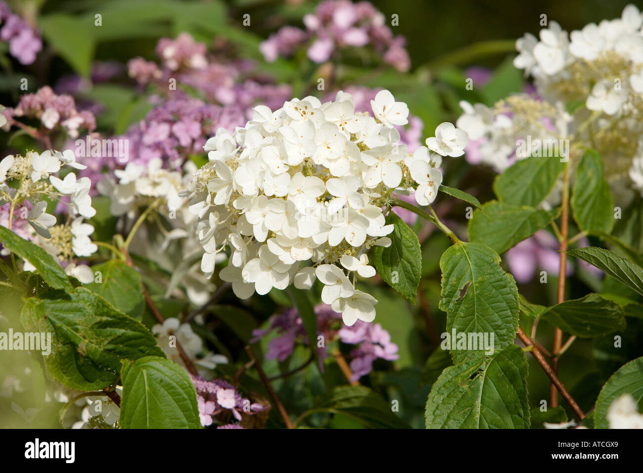 Hortensia paniculata papillon blanc Banque de photographies et d’images ...