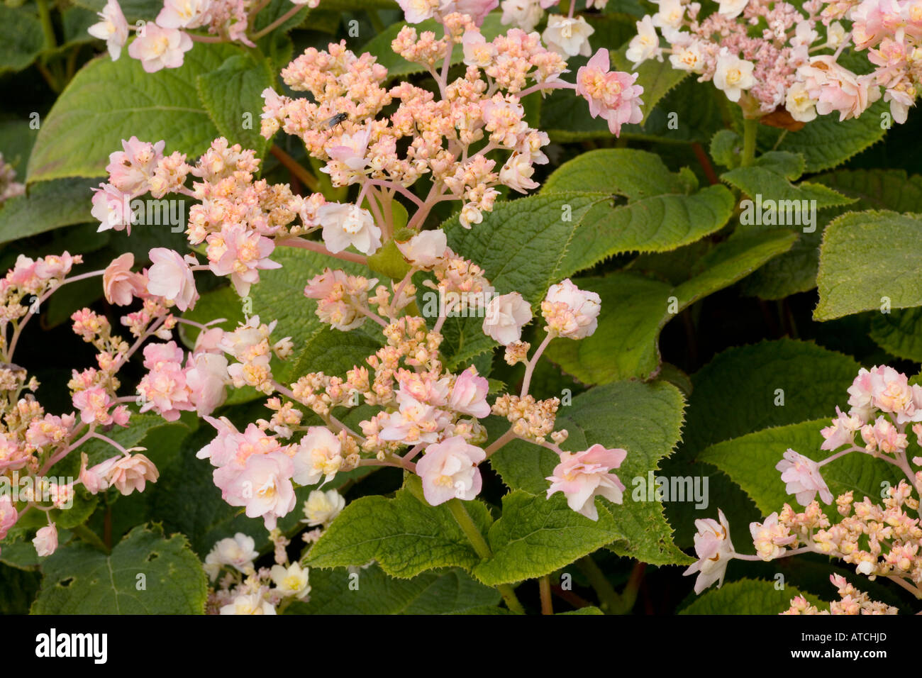 Hortensia involucrata Banque de photographies et d’images à haute ...