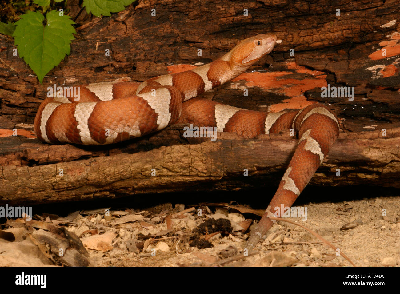Pecos trans Banque de photographies et d’images à haute résolution - Alamy