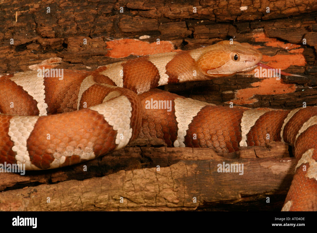 Pecos trans Banque de photographies et d’images à haute résolution - Alamy