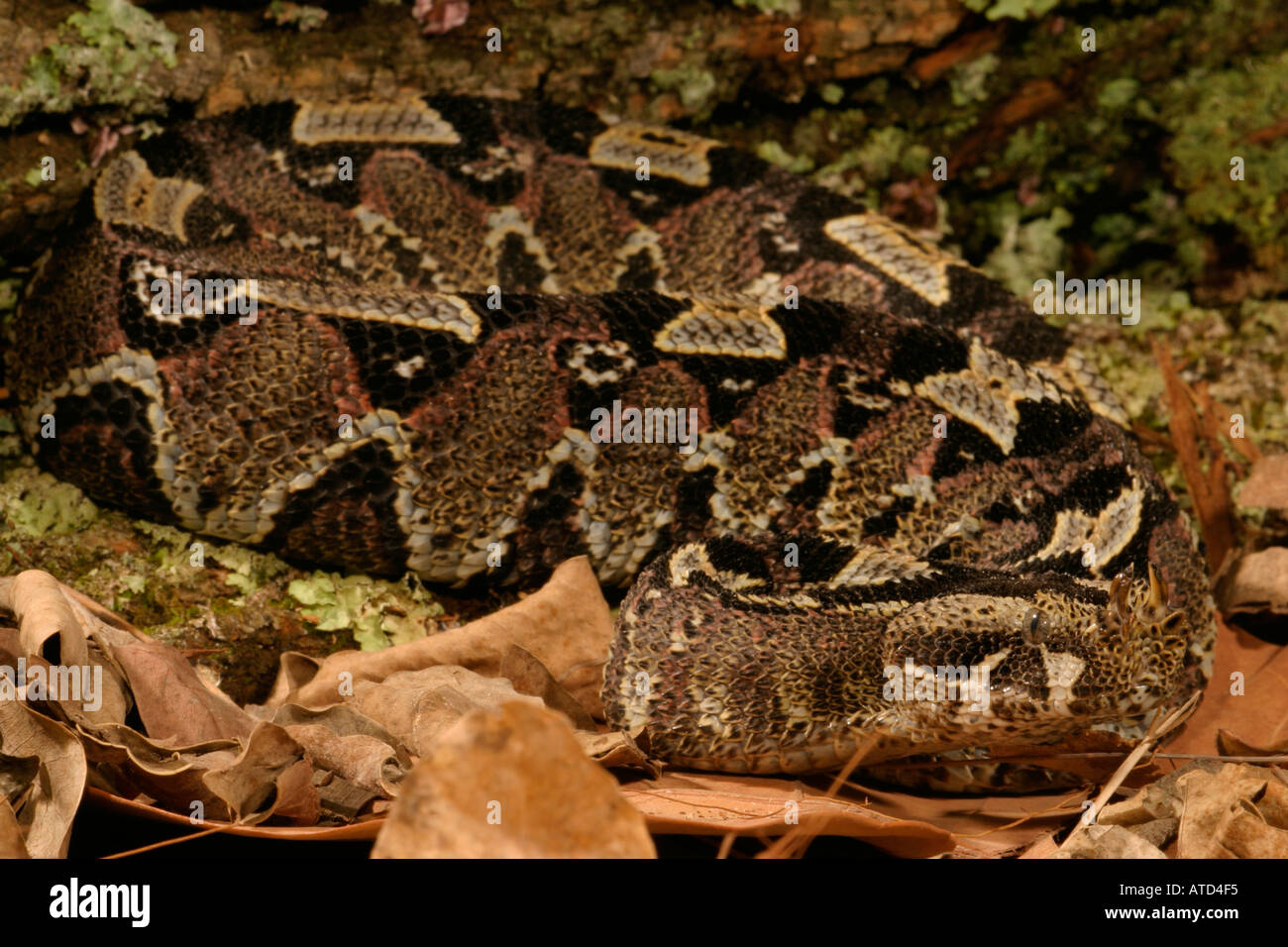 Rhinoceros viper poisonous snake Banque de photographies et d’images à ...