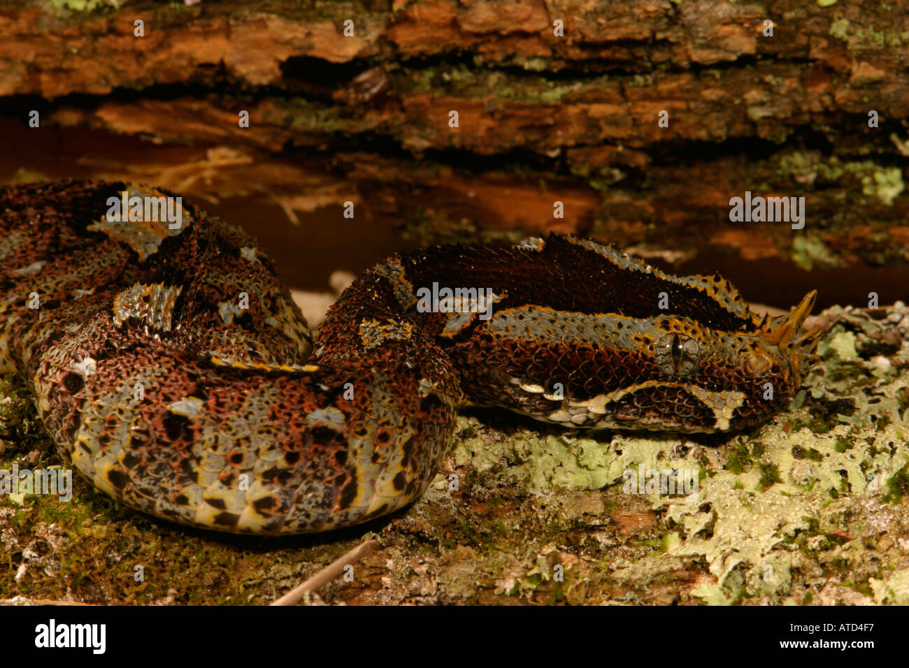 Rhinoceros viper poisonous snake Banque de photographies et d’images à ...
