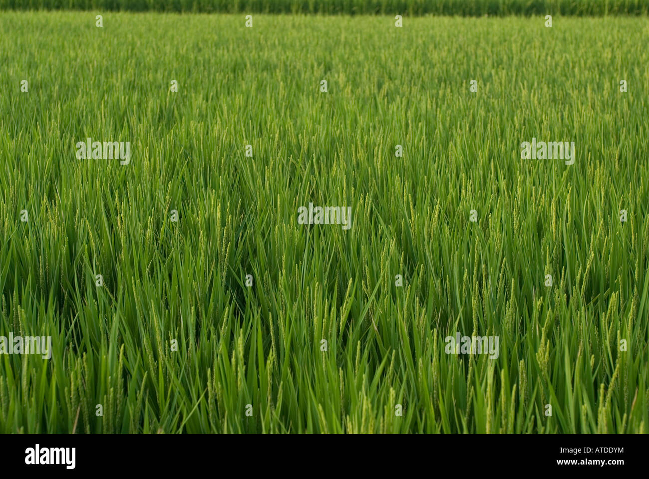 Japon paddy Banque de photographies et d’images à haute résolution - Alamy